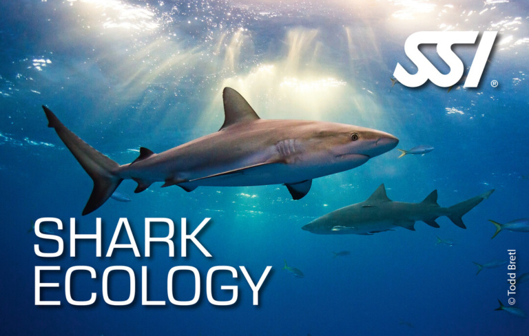 Shark Ecology - Het Duikhuis